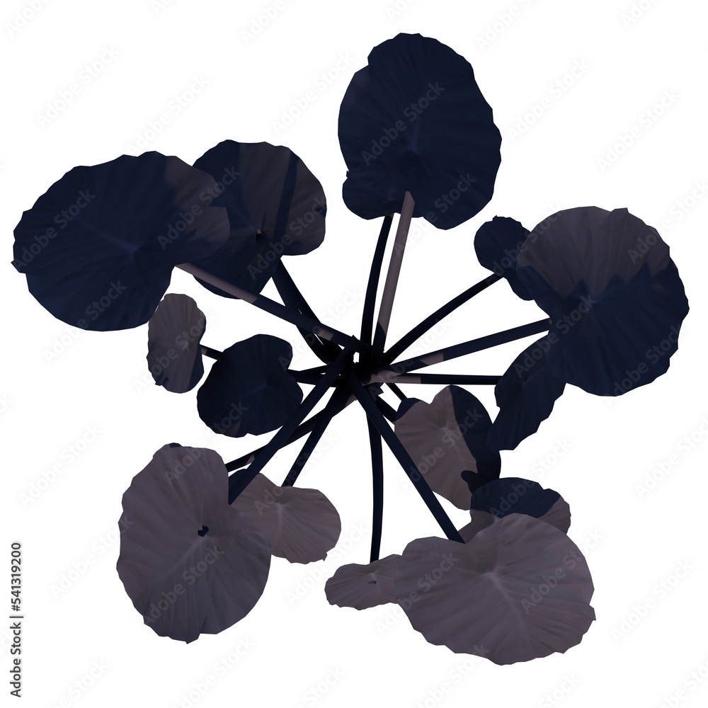Top view of Plant (Colocasia esculenta Black Magic) Tree png Stock ...