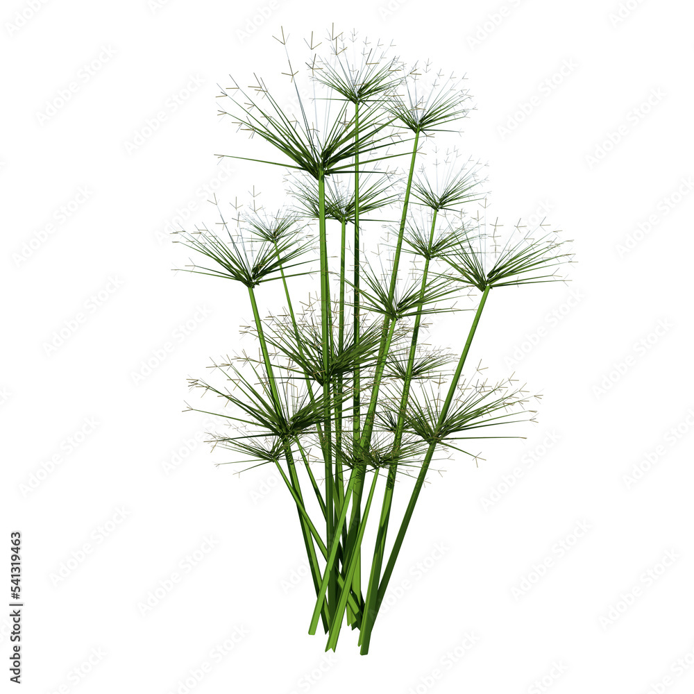 Front view of Plant (miniature papyrus Cyperus prolifer ) Tree png ...