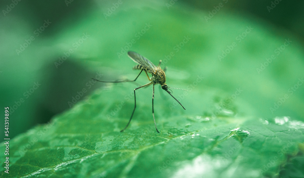 A mosquito sits on a green leaf and drinks water.Macrophotography of a ...