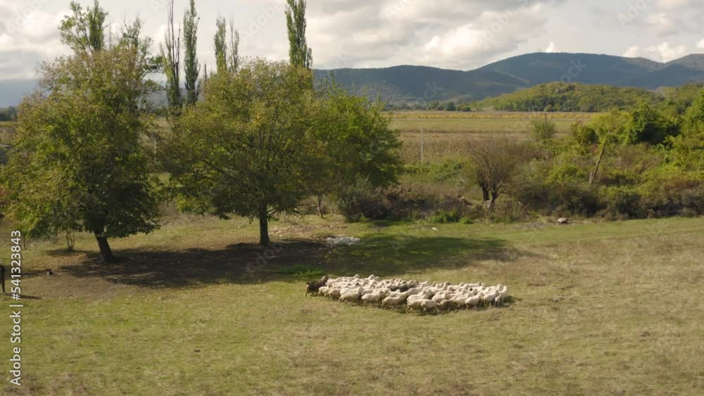 A flock of sheep grazes on the plain next to the mountains. Aerial view ...