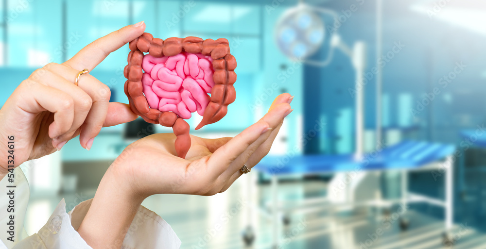 Health of intestine tract. Model intestine in hands of woman. Human ...