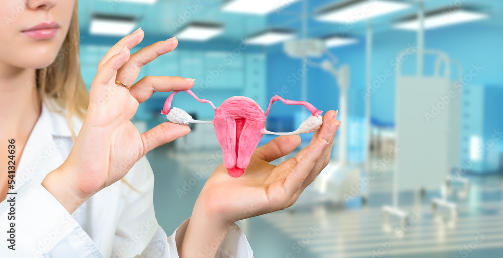 Female uterus. Ovaries model. Female anatomy concept. Detailed uterus in hands of doctor ...