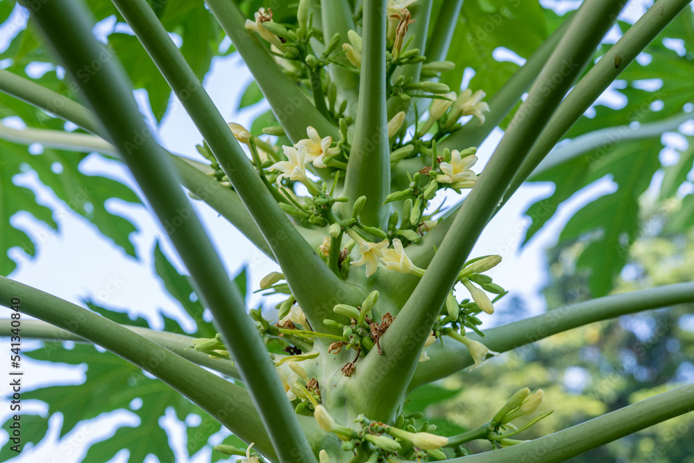 Papaya Tree Flowers