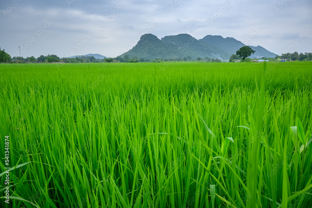 rice field in the mountains Stock Photo | Adobe Stock