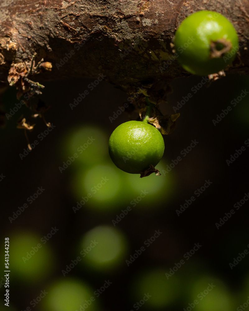 Exotic fruit. The green jaboticaba growing on the stem of the ...