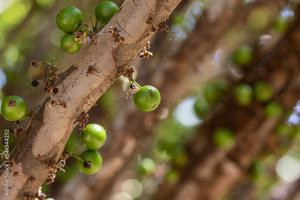 Exotic fruit. The green jaboticaba growing on the stem of the ...