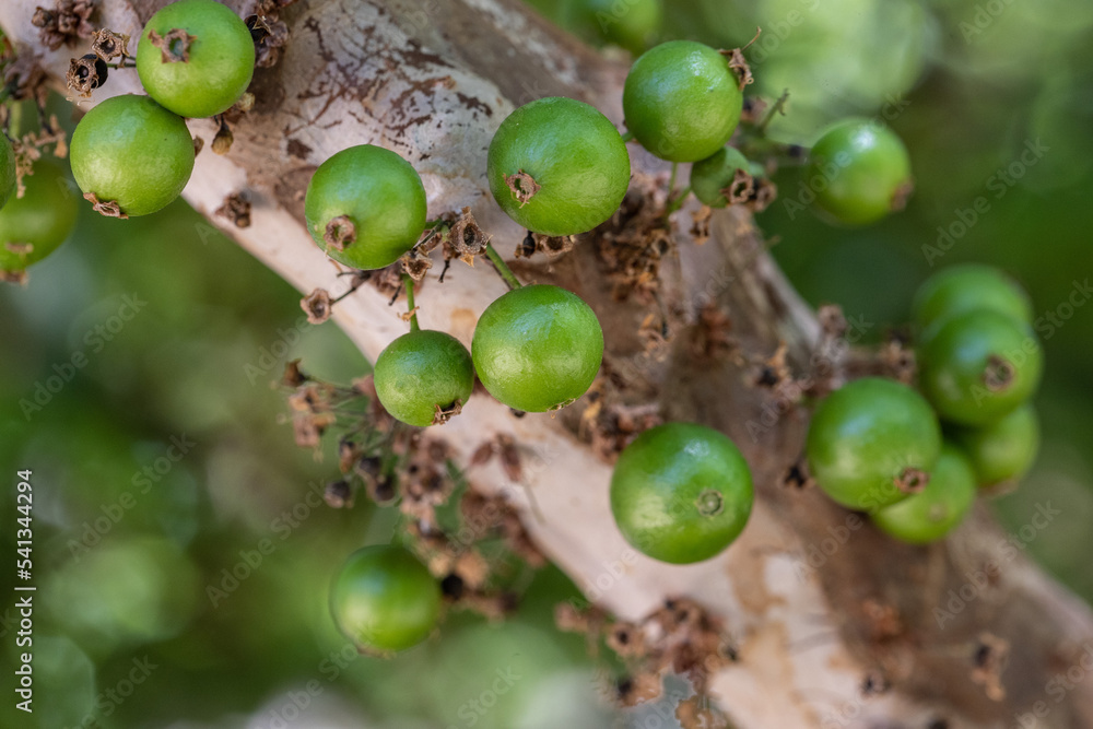 Exotic fruit. The green jaboticaba growing on the stem of the ...