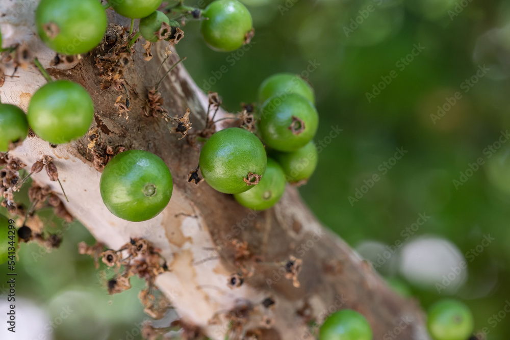 Exotic fruit. The green jaboticaba growing on the stem of the ...