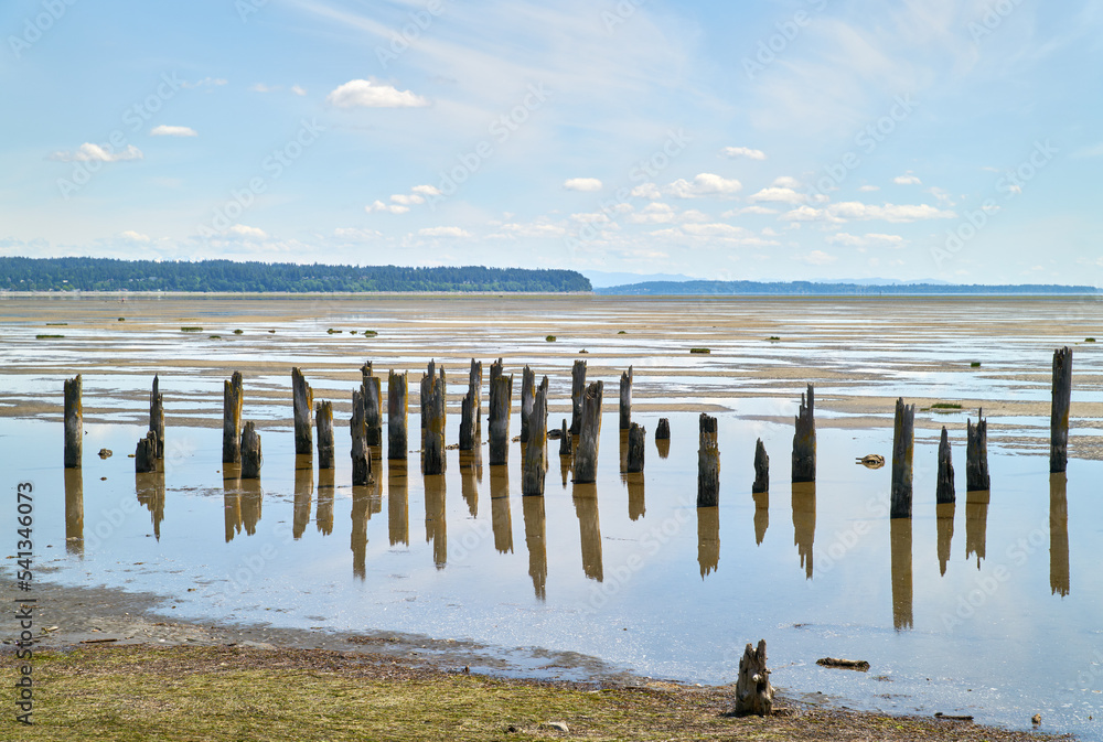 Boundary Bay Mud Flats and Pilings. Old pilings from an oyster ...