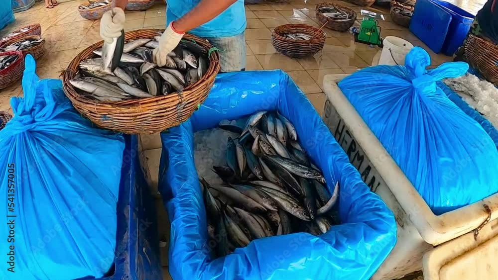 Fishermen are putting fish in ice boxes to sell to traditional markets ...