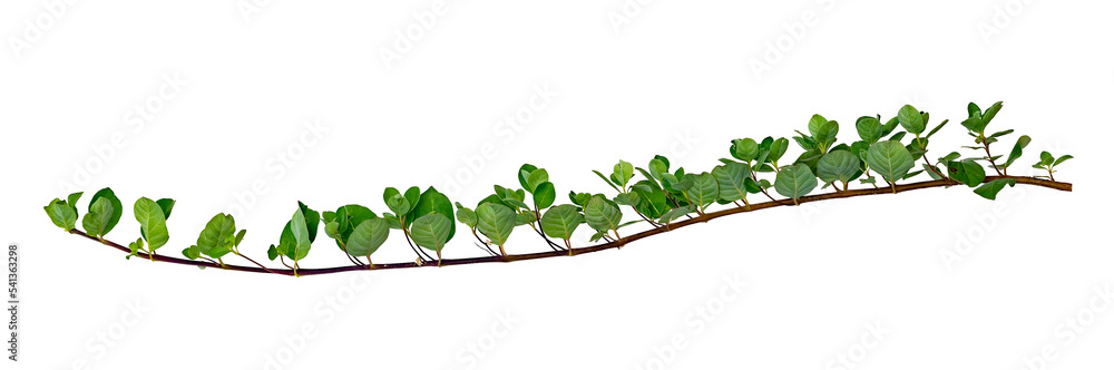 leaf vine Isolate on transparent background PNG file Stock Photo ...