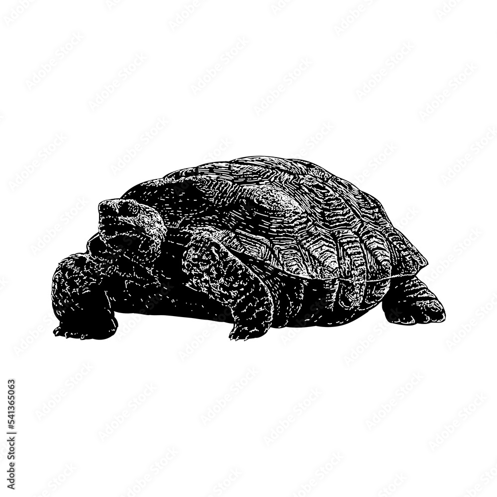 Desert Tortoise Drawing