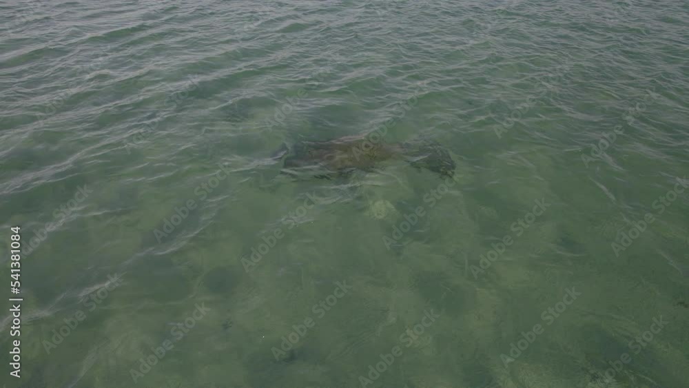 Dugong Swimming Under Clear Blue Sea. Dugong Dugon In Great Keppel ...