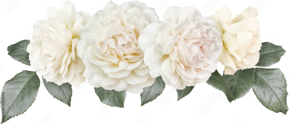 Rose Flower Images Without Background | Best Flower Site