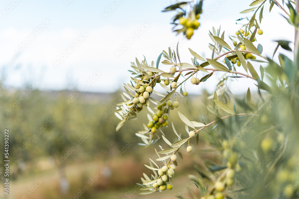 Olive tree plantation, young plants, ecological plantation, biodynamic ...