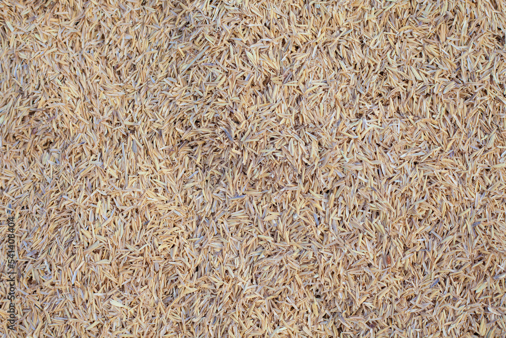 Rice husk. Yellow rice husk background. Beautiful chaff meat. Farmers ...