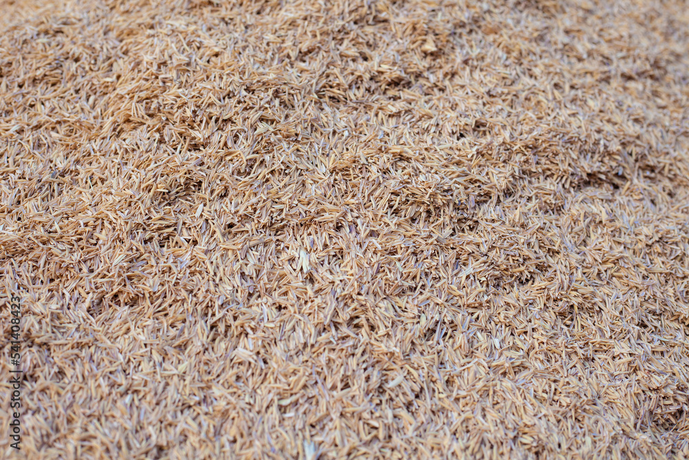Rice husk. Yellow rice husk background. Beautiful chaff meat. Farmers ...
