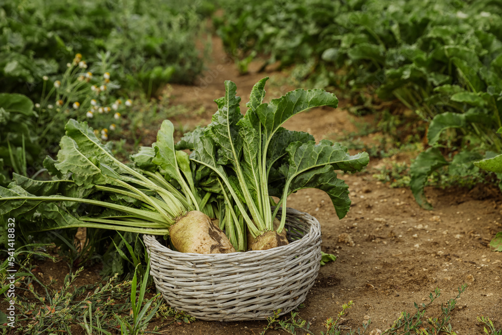Wicker basket with fresh white beets in field Stock Photo | Adobe Stock