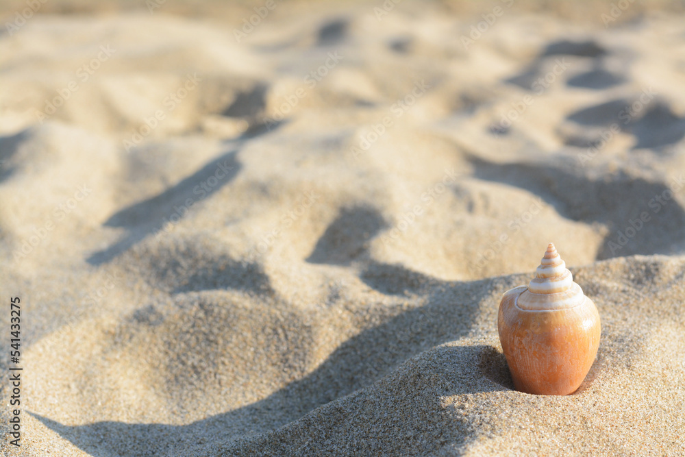 Beautiful seashell on sandy beach near sea, closeup. Space for text ...