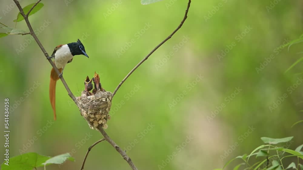 Vidéo Stock A Gorgeous bird Asian Paradise Fly catcher with nest and ...