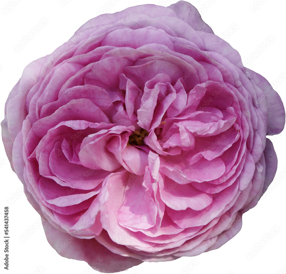 Large rose flower Stock Photo | Adobe Stock