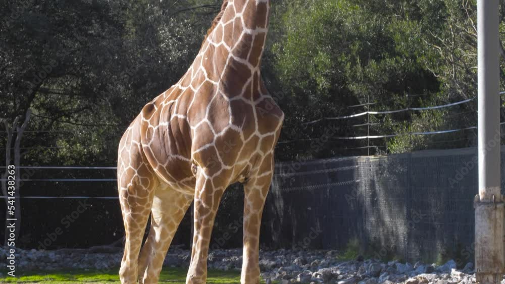 Giraffe in Zoo. Revealing shot of a giraffe in a zoo in Montpellier ...