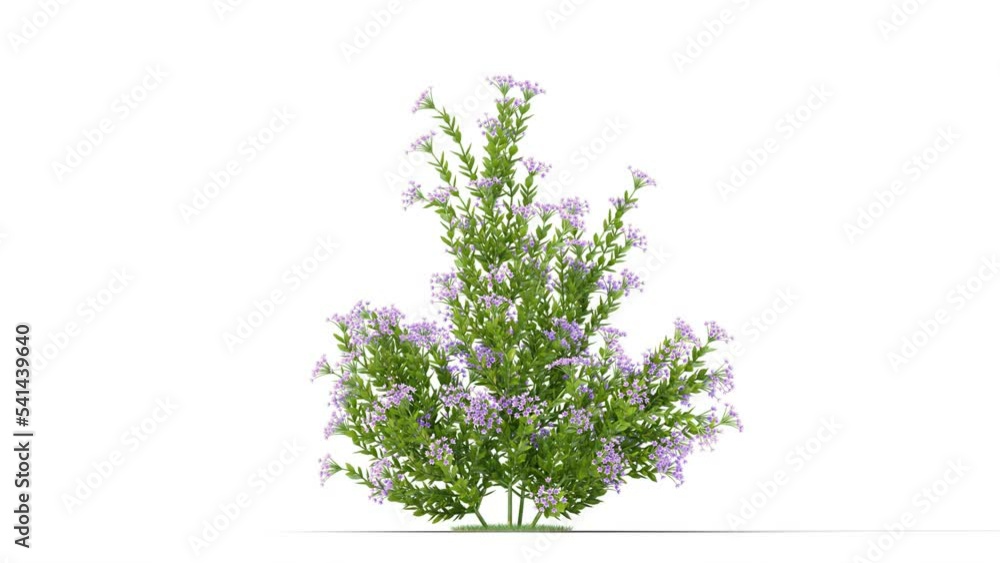 Schotti flower on a white background 3D animation, Flowering shrubs ...