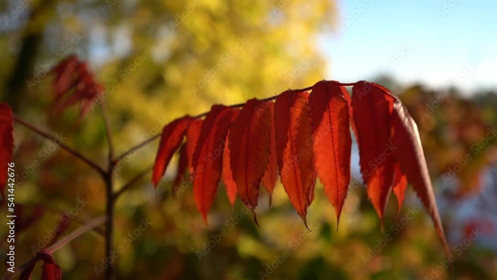 Sumac leaves close up during autumn fall season with vivid red orange ...