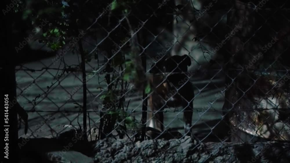 Furious dog barking at night Stock Video | Adobe Stock
