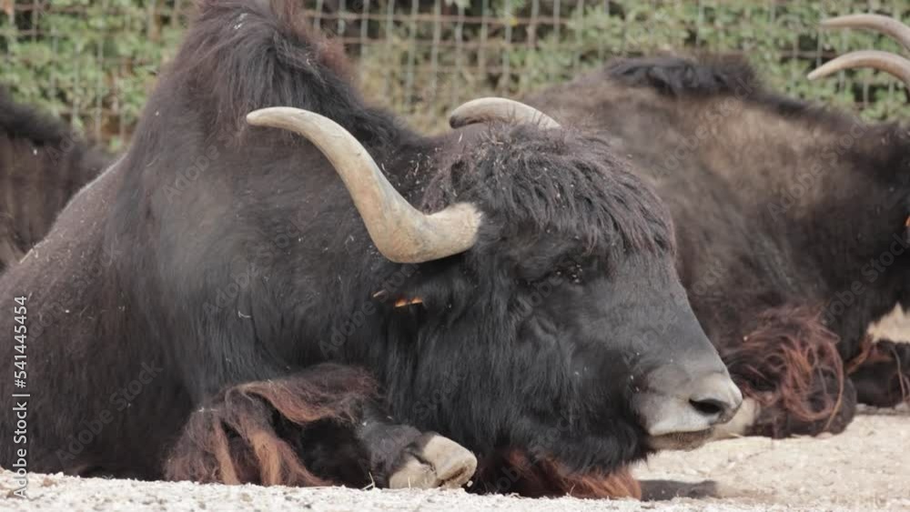 yack en gros plan couché dans un parc Stock Video | Adobe Stock