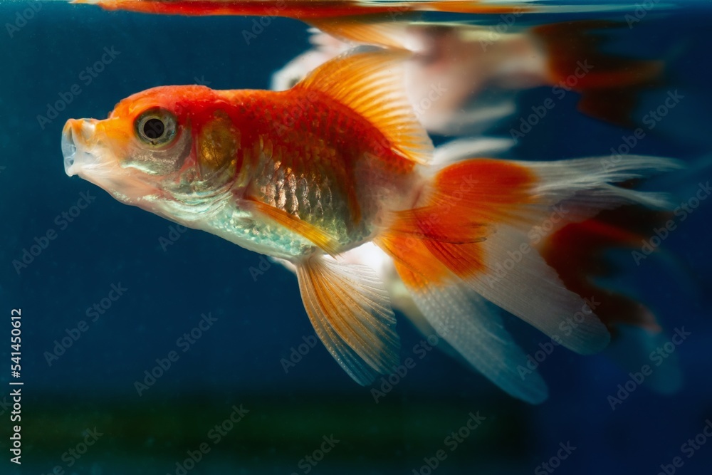 curious oranda goldfish open mouth to catch food, commercial aqua trade ...