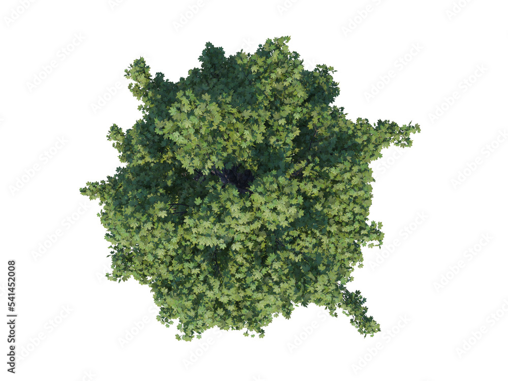 Maple Tree top view png alpha channel Stock Photo | Adobe Stock