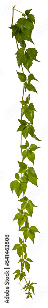 branch of a hanging down vine plant on transparent background ...