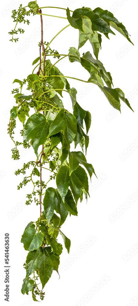 green leaves of a vine branch isolated on transparent background - png ...