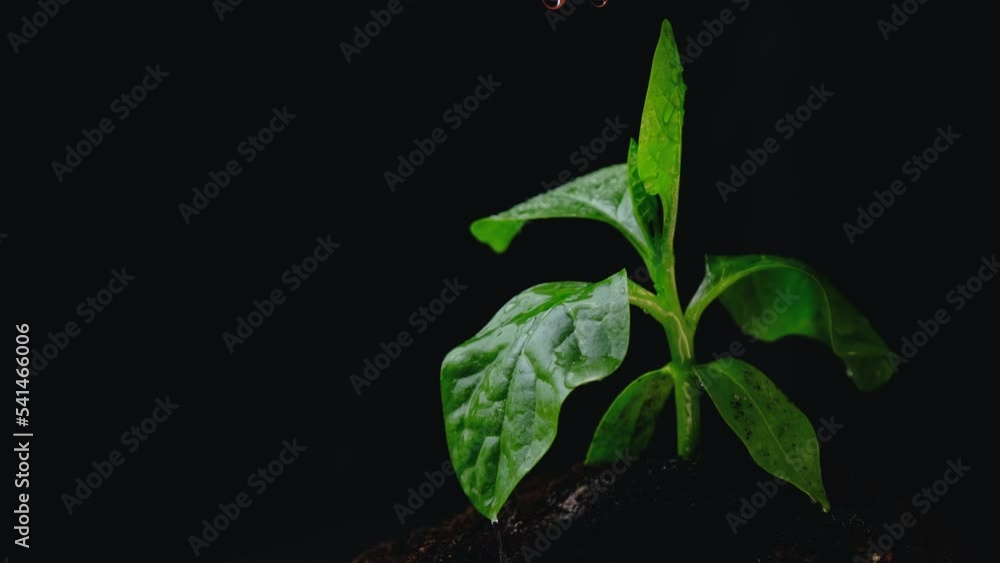 Hands watering the plants on a black background. Sapling is born and ...