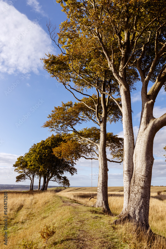 Beech trees with names etched into the tree, Roundway Hill, Devizes ...