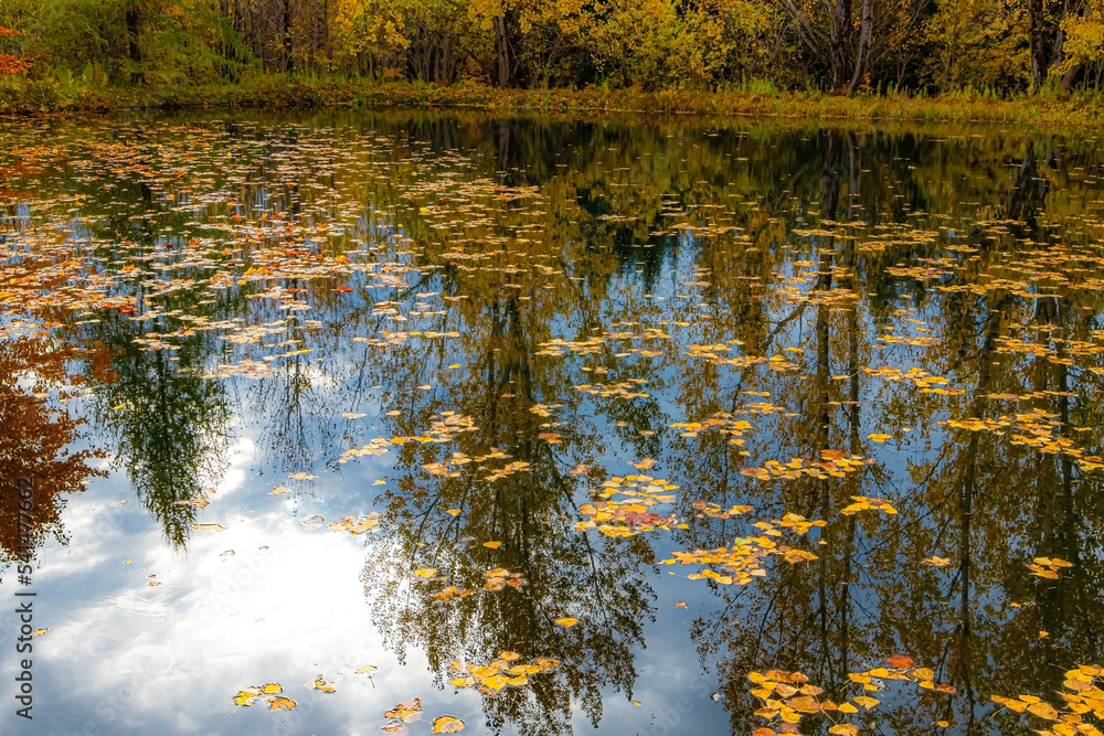 Pond with floating yellow leaves Stock Photo | Adobe Stock