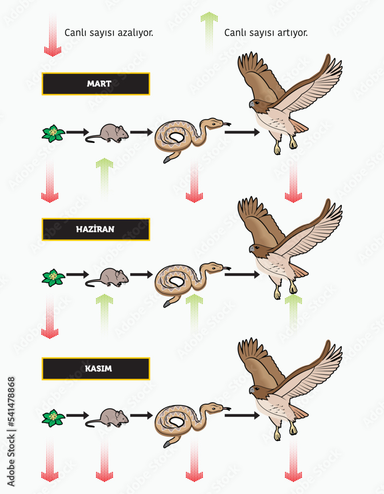 Nutritional and energy transfers between some species living in a ...