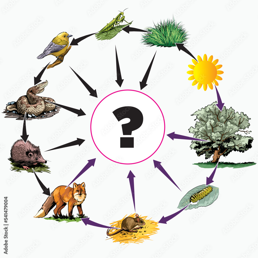 Nutritional and energy transfers between some species living in a ...