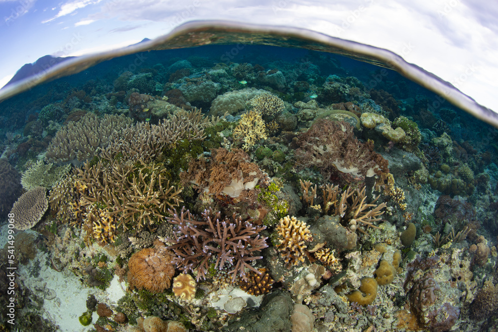 A diverse array of corals compete for space on a shallow, healthy reef ...