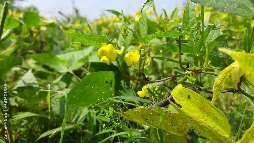 Video Stock Vigna mungo plant growing in field. Its other names black ...