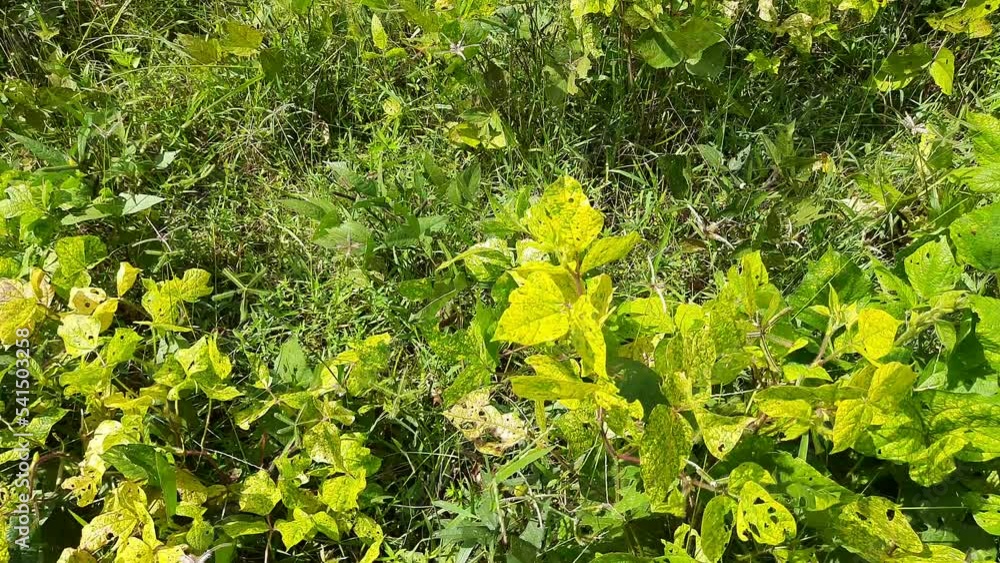 Vigna mungo plant growing in field. Its other names black gram, urad ...