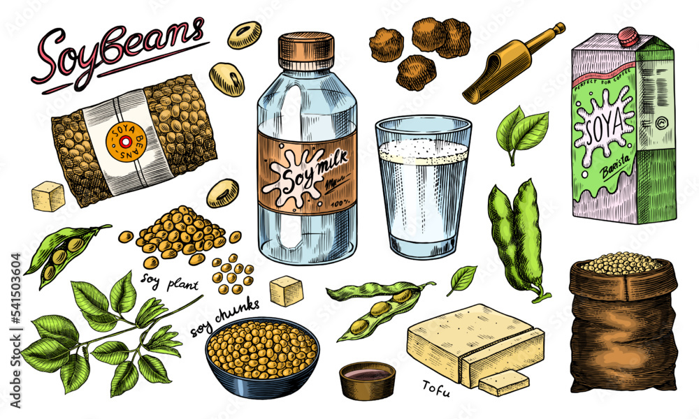 Soya beans. Milk and tofu. Soybean sketch. Pod on plant. Nuts and seeds ...