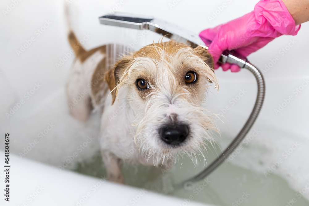 Puppy wire-haired Jack Russell Terrier takes a shower. A girl in pink ...