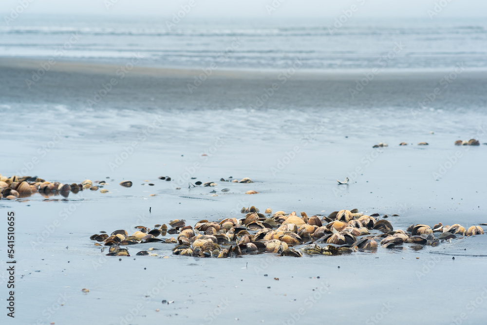 pile of empty shells of surf clams on the seashore left from fishing ...