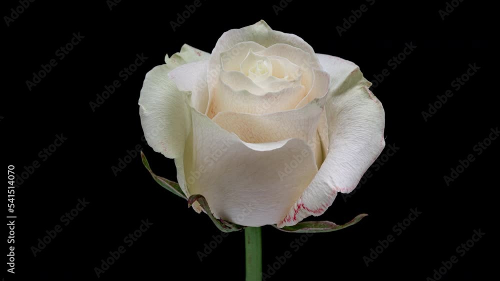 4K Time Lapse of white rose changes its color to red and dies ...