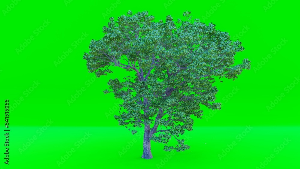 Big tree on green screen Chromakey. 3d rendering. Stock Illustration | Adobe Stock