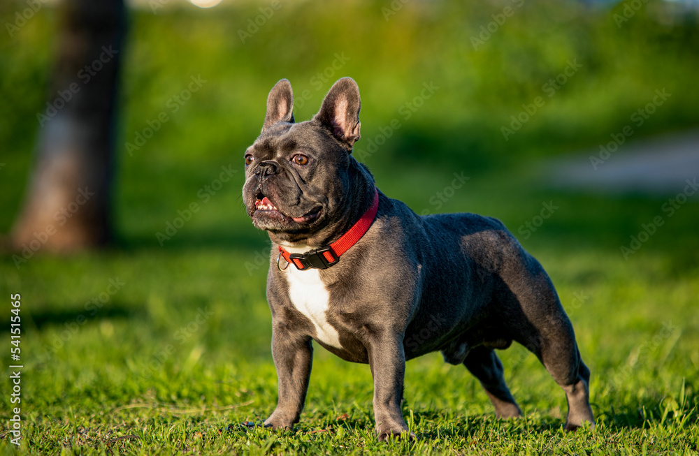 PERROS Stock Photo | Adobe Stock