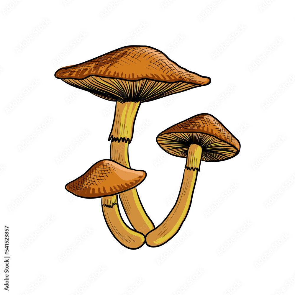 vector drawing psilocybin mushroom , spectacular rustgill, Gymnopilus ...