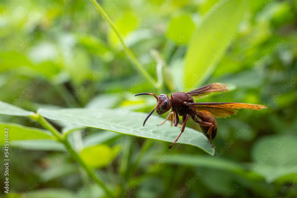 Polistes canadensis is a species of red paper wasp found in the ...